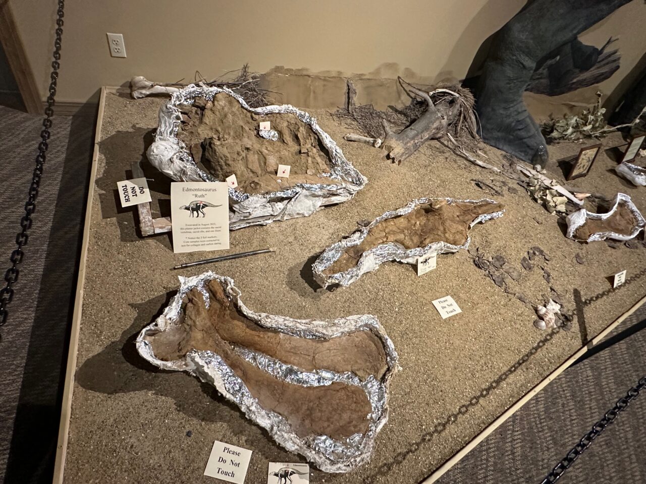 Exhibits | Glendive Dinosaur & Fossil Museum