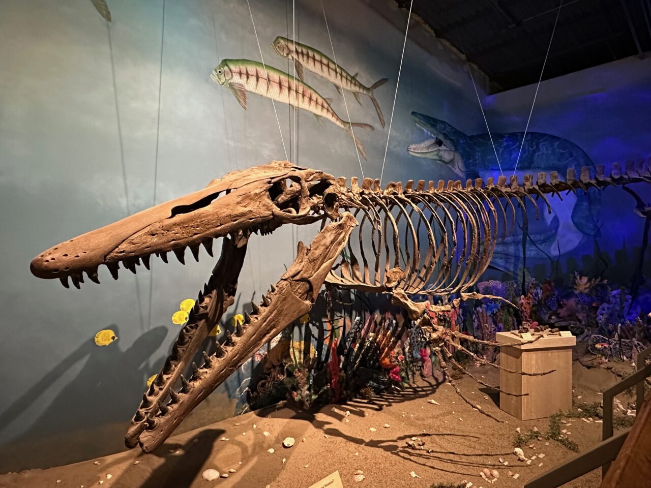 Exhibits | Glendive Dinosaur & Fossil Museum